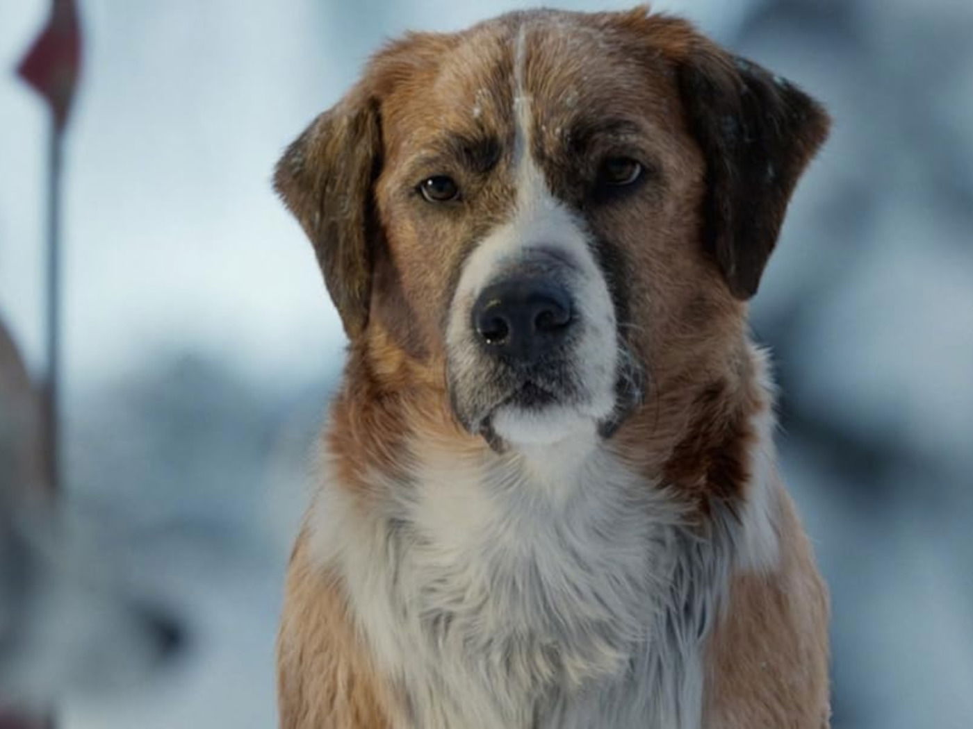 Cachorro De Fim De Semana Rua Da Cidadania De Santa Felicidade Perde